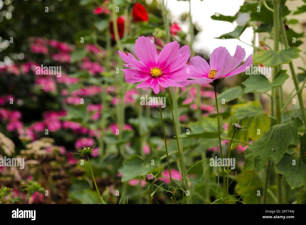 Fluffy pink petals hi-res stock photography and images - Alamy