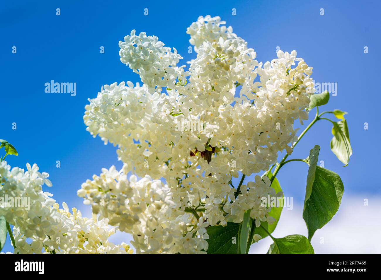 Syringa vulgaris ‘primrose’ hi-res stock photography and images - Alamy