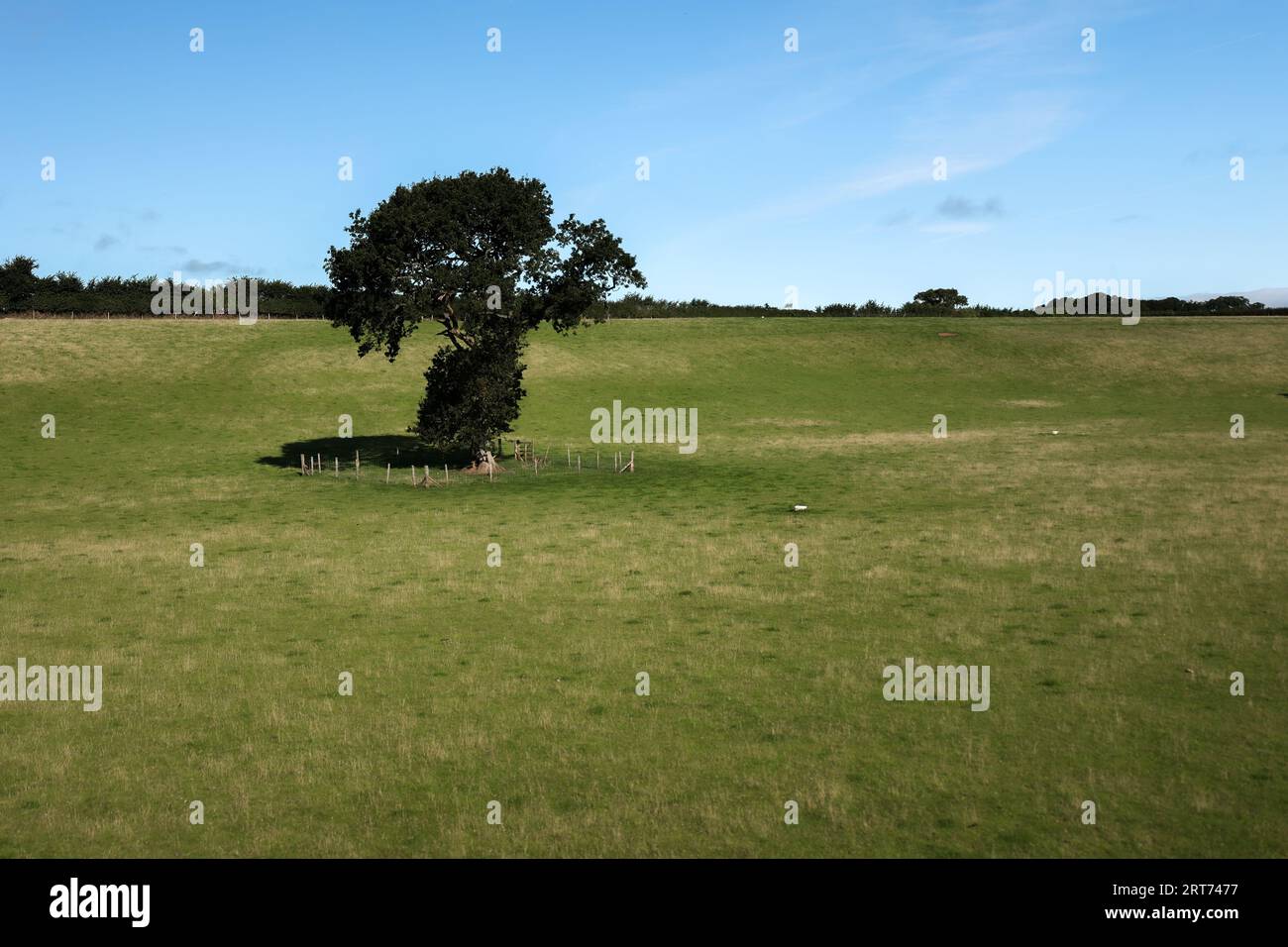 Lone tree in Exmoor National Park Stock Photo - Alamy