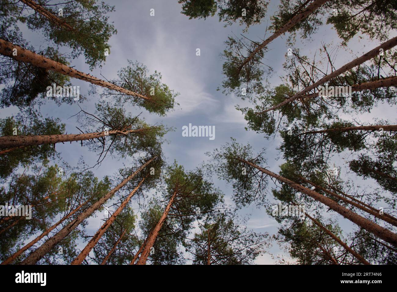 The crowns of a spruce forest hi-res stock photography and images - Alamy