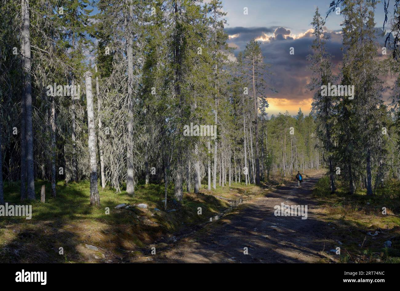 Path for the Hide for bear photography in Finnish taiga forest Stock ...