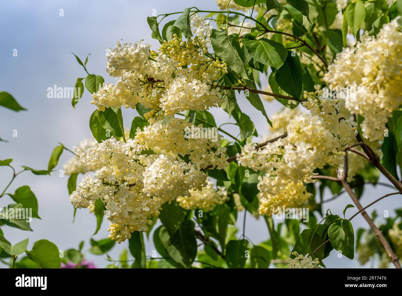 Syringa vulgaris ‘primrose’ hi-res stock photography and images - Alamy