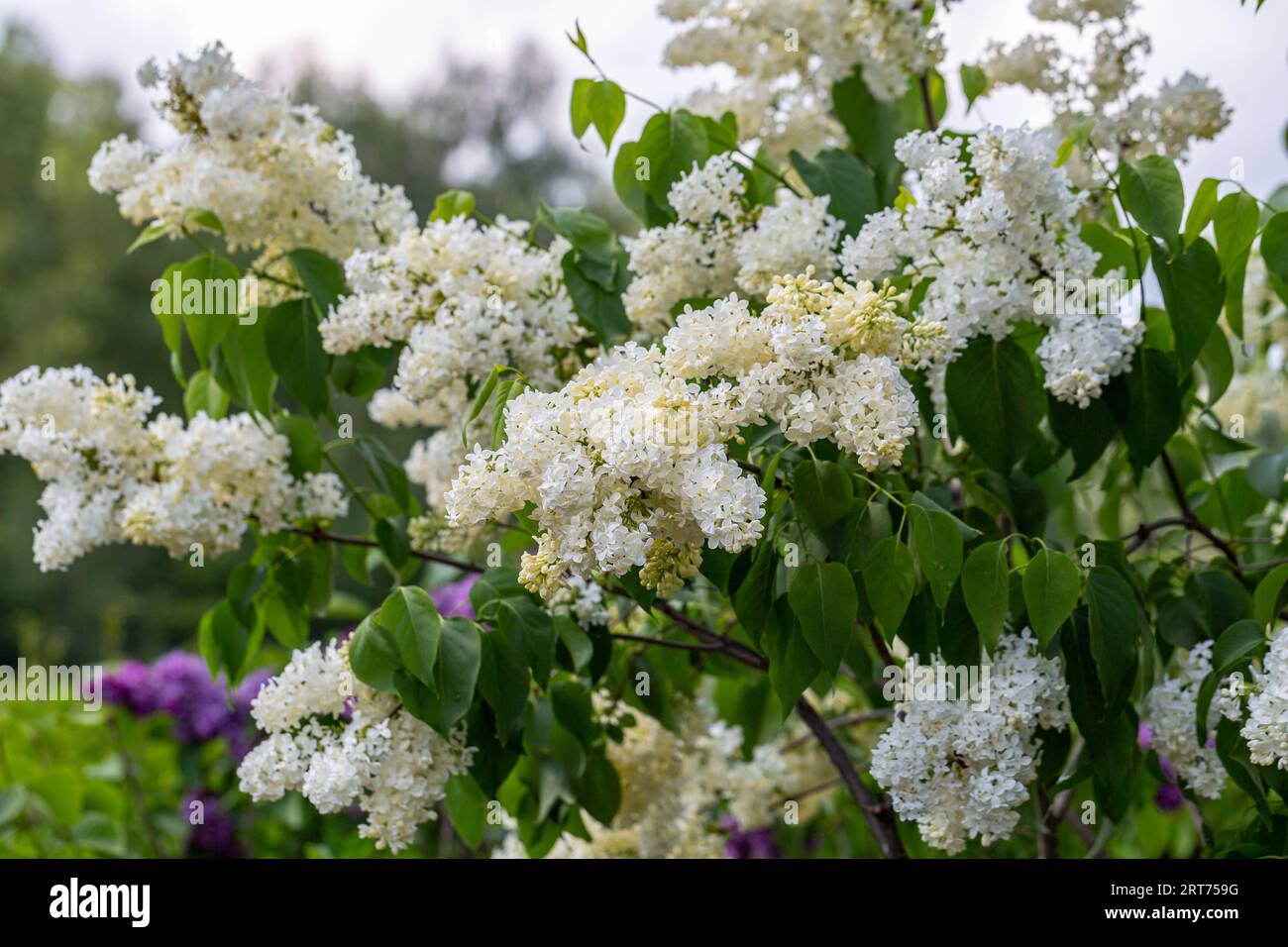 Syringa vulgaris ‘primrose’ hi-res stock photography and images - Alamy