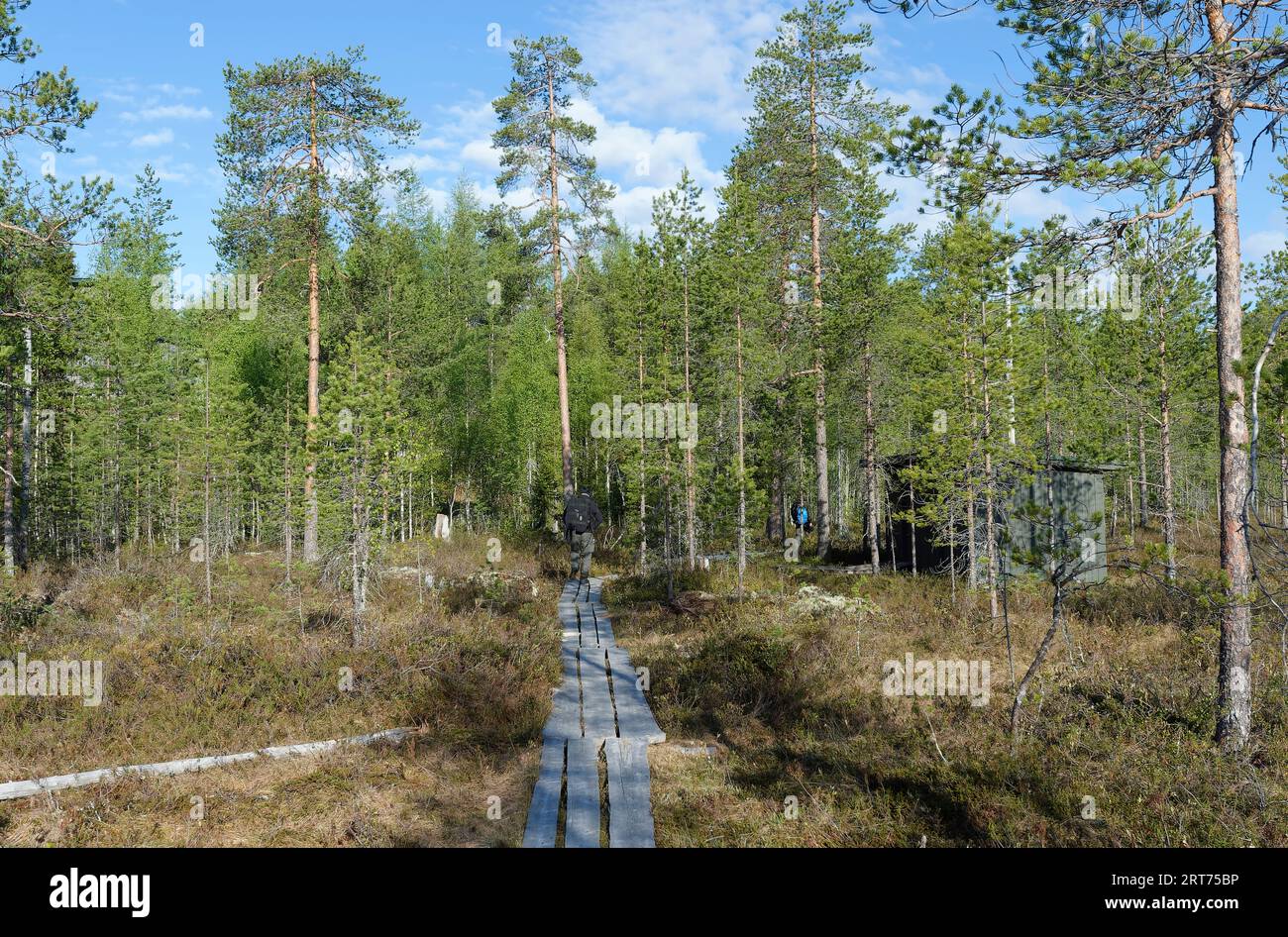 Path for the Hide for bear photography in Finnish taiga forest Stock ...