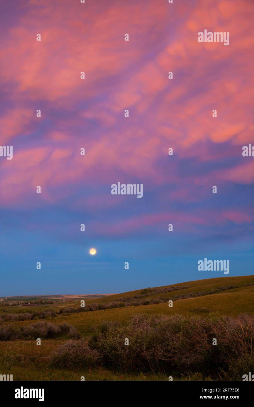 Rye field alberta canada hi-res stock photography and images - Alamy
