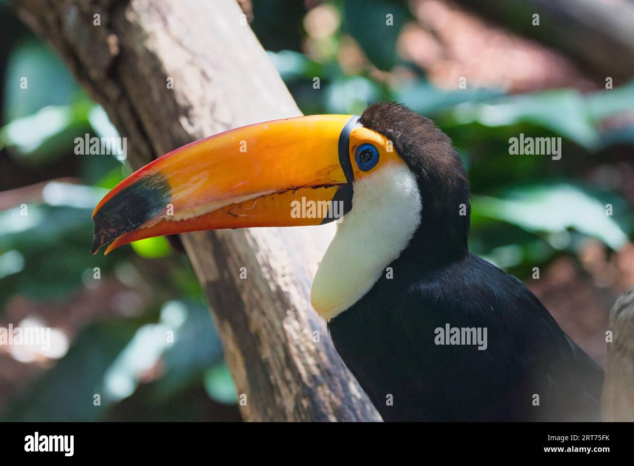 common woolly monkey in the Paris zoologic park, formerly known as the ...