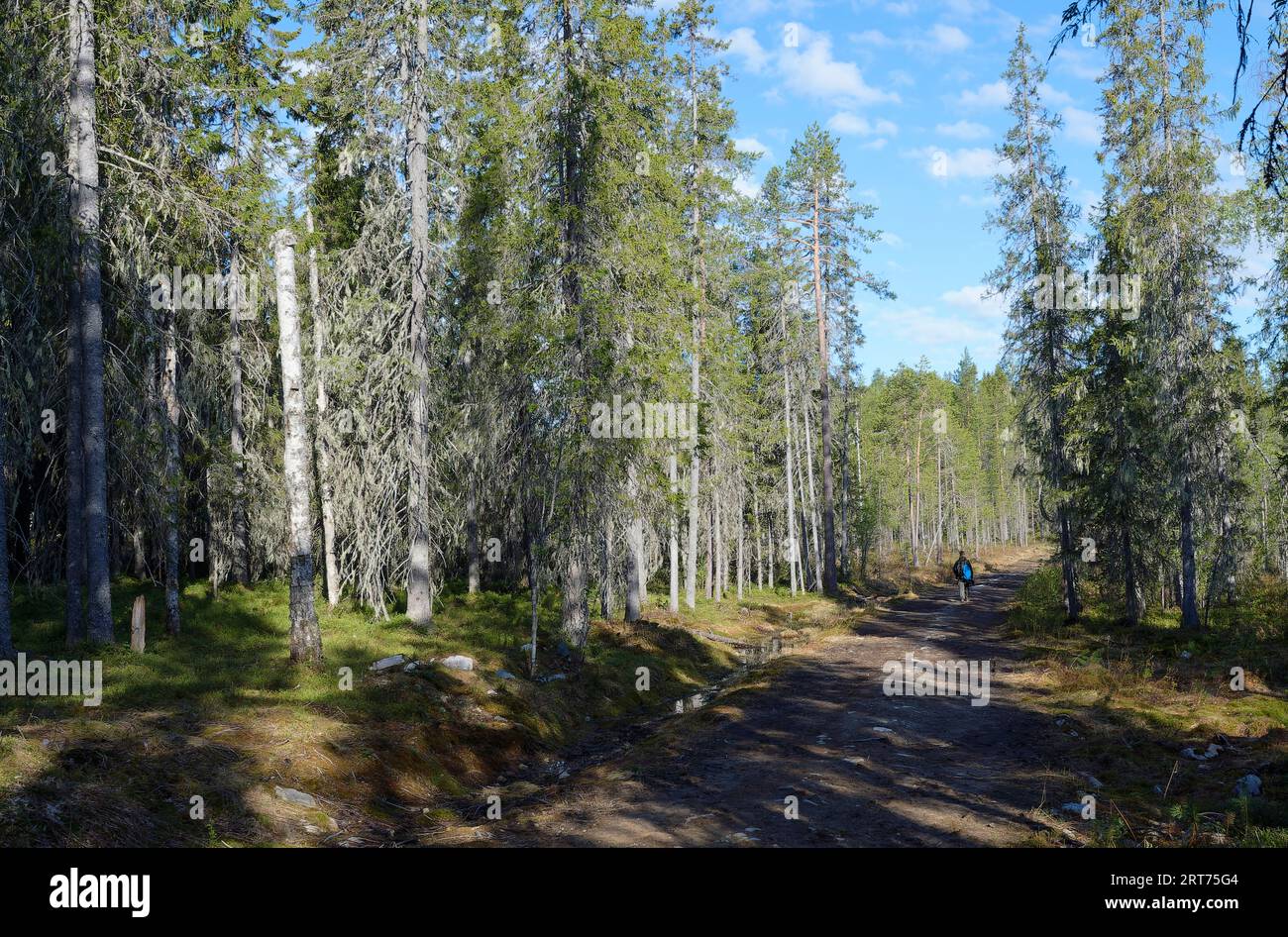 Path for the Hide for bear photography in Finnish taiga forest Stock ...