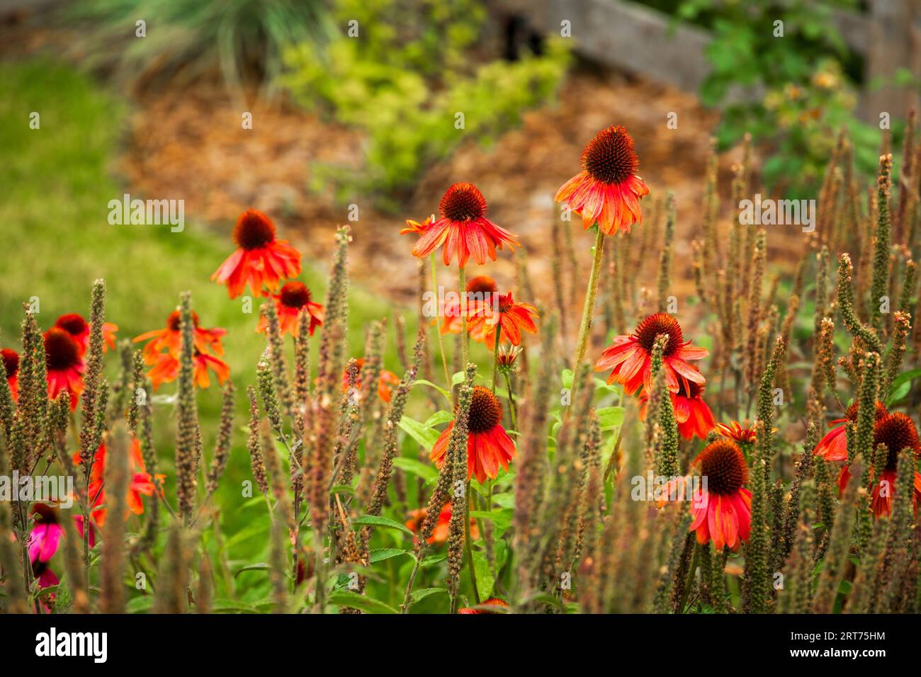White cone flowers hi-res stock photography and images - Alamy