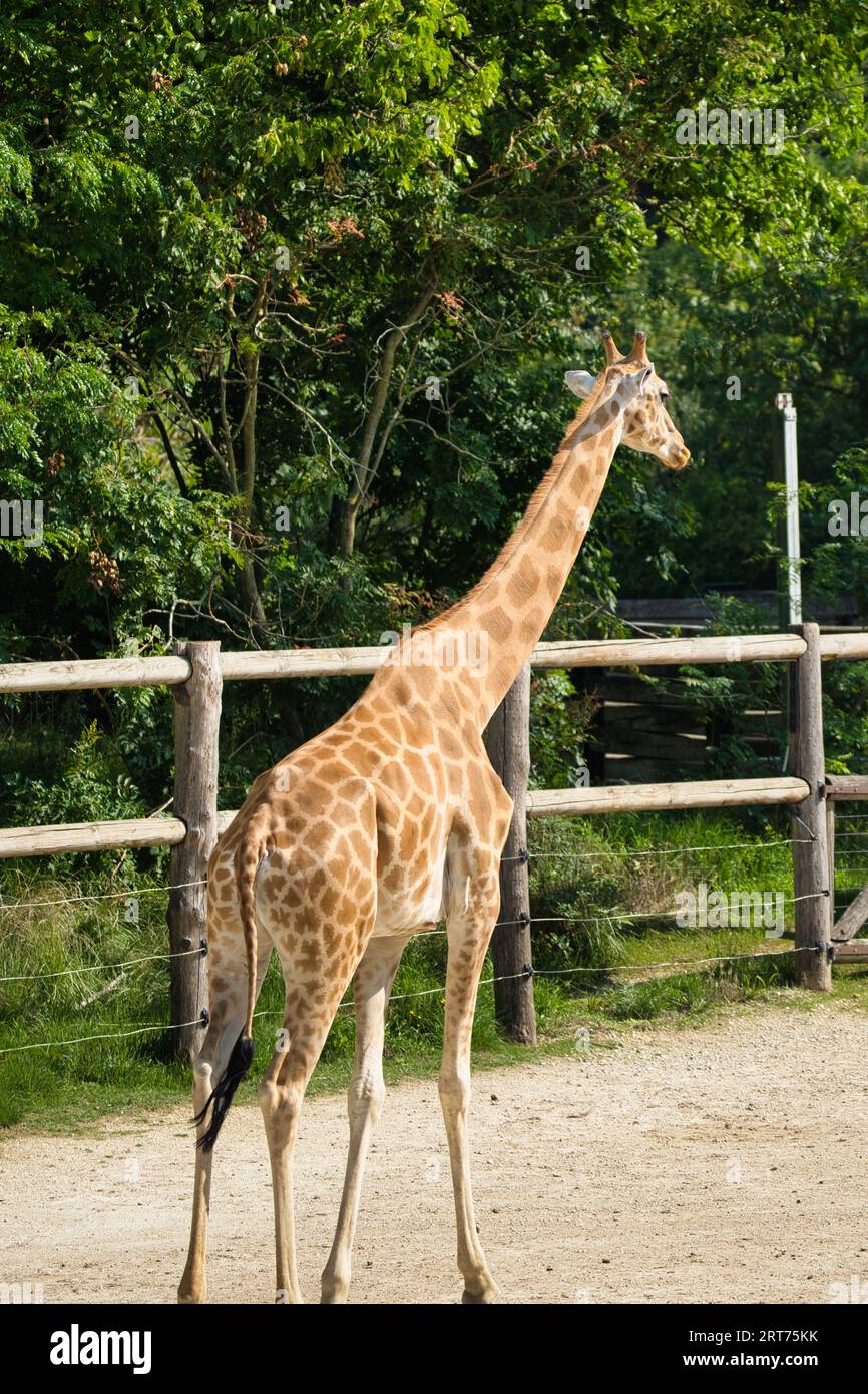 West African giraffe in the Paris zoologic park, formerly known as the ...