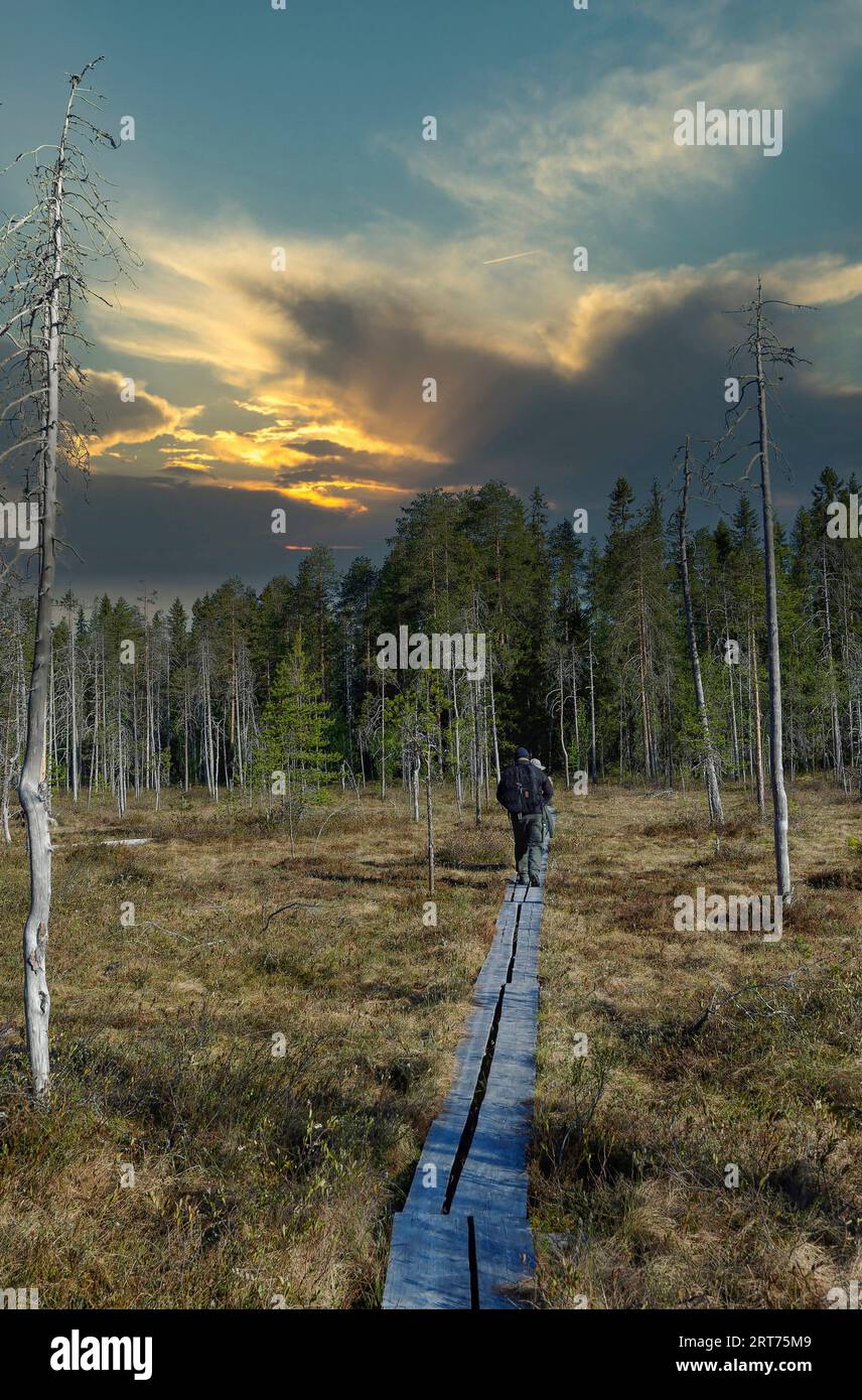 Path for the Hide for bear photography in Finnish taiga forest Stock ...