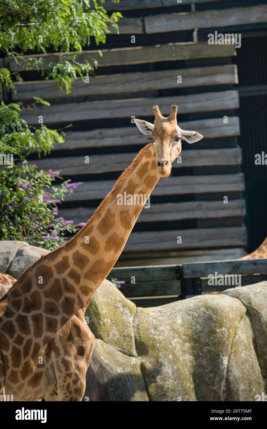 West African giraffe in the Paris zoologic park, formerly known as the ...