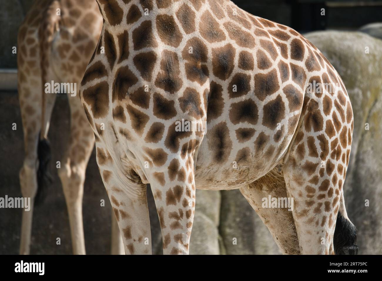 The West African giraffe skin and leg closeup in the Paris zoologic ...