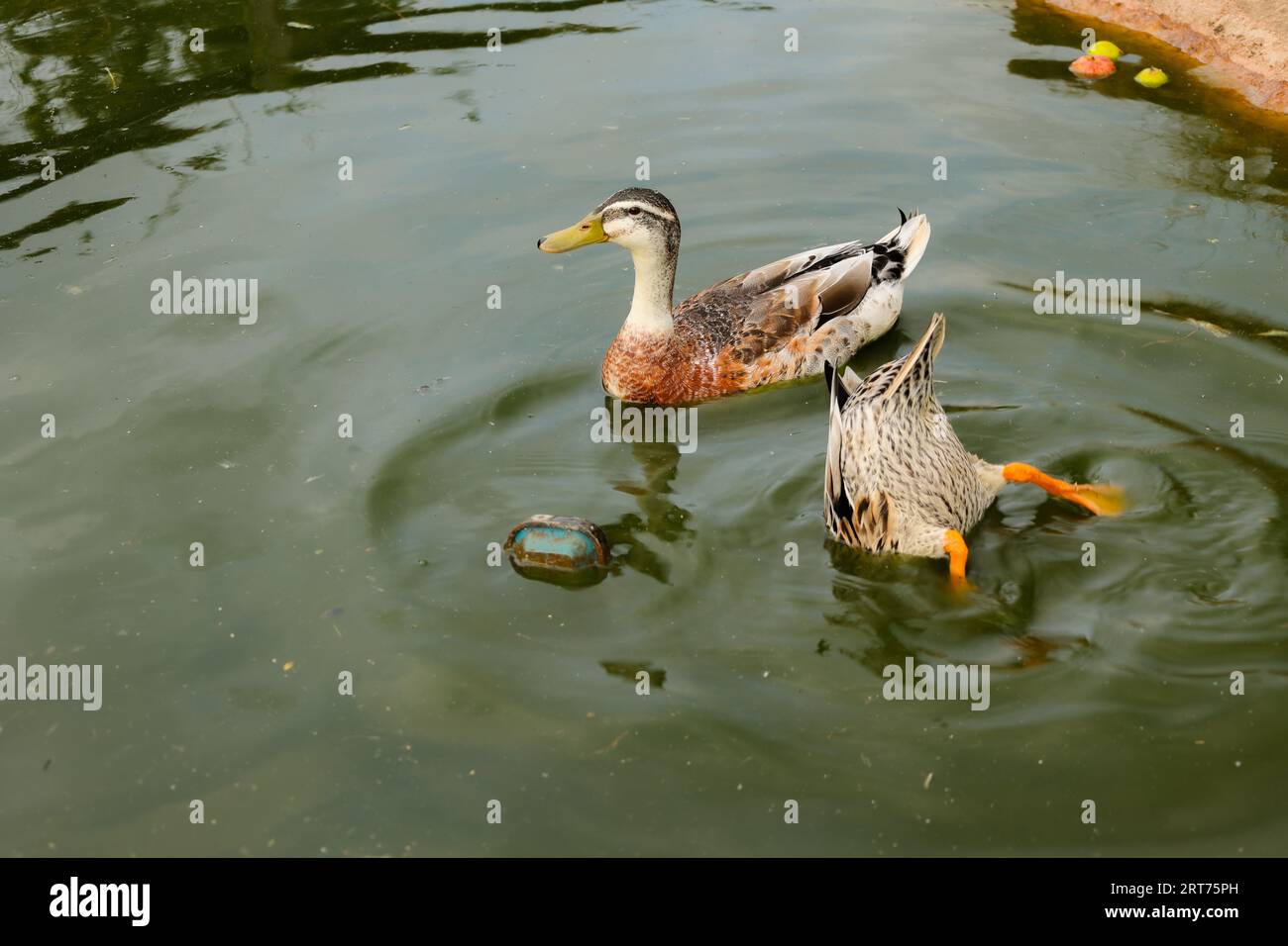 Two ducks are floating on the lake, one with its head in the water and ...