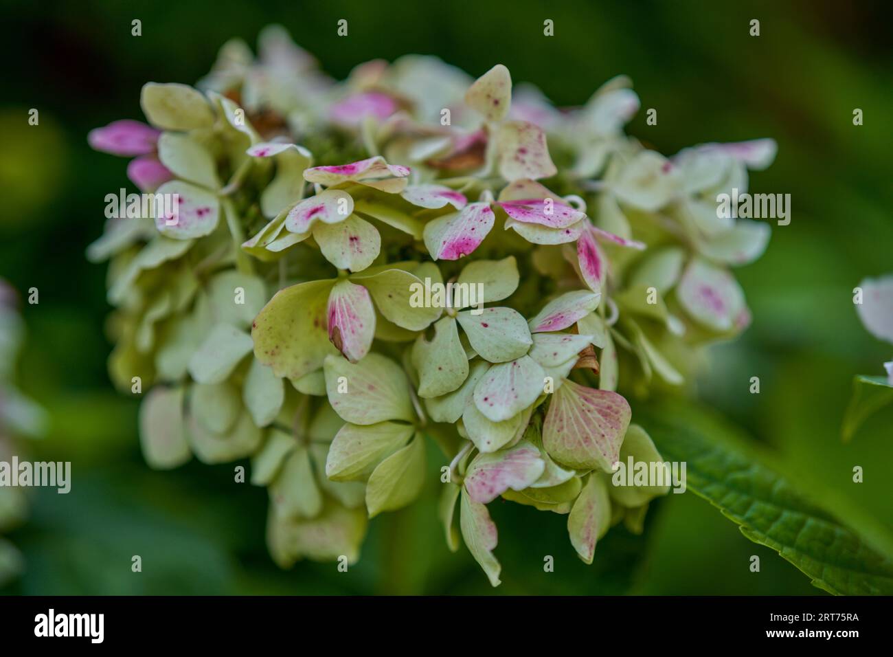 Hydrangea flower close up Stock Photo - Alamy
