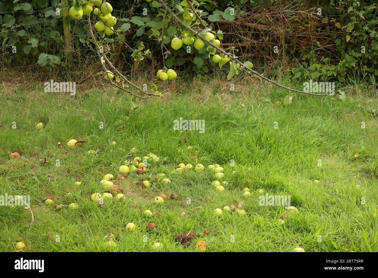 apples fallen from the tree in the green grass Stock Photo - Alamy