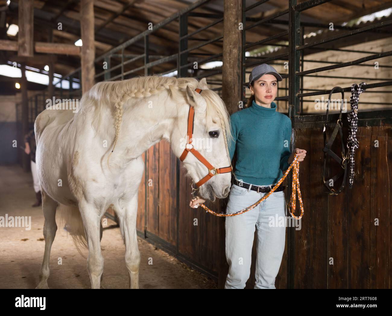 Horse breeder leading white horse through horse barn Stock Photo - Alamy