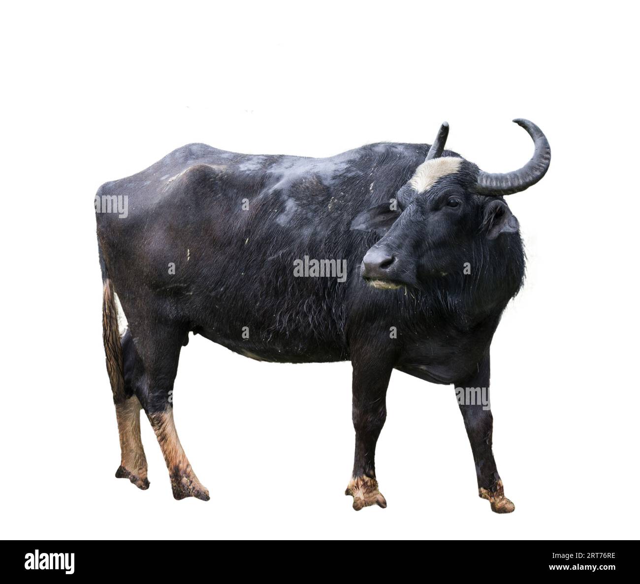 a water buffalo isolated on a transparent background Stock Photo - Alamy