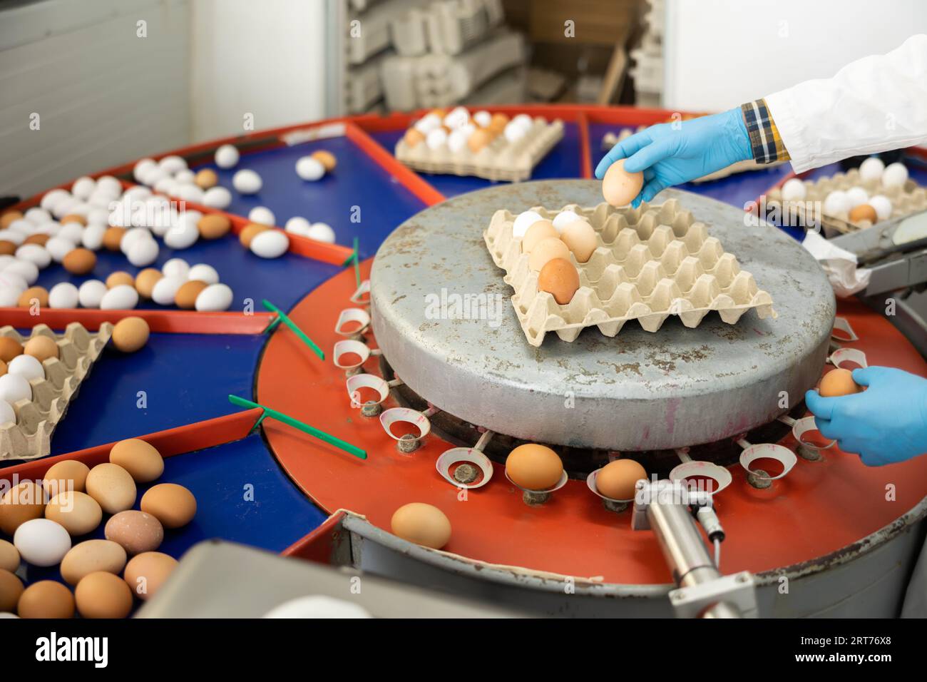 Worker hands in gloves size sorting and labeling fresh chicken eggs on conveyor in farm Stock ...