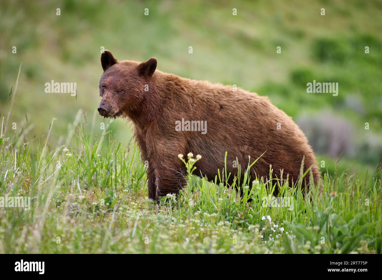 Cinnamon black bear, Ursus americanus cinnamomum , Yellowstone National Park, Wyoming, United ...