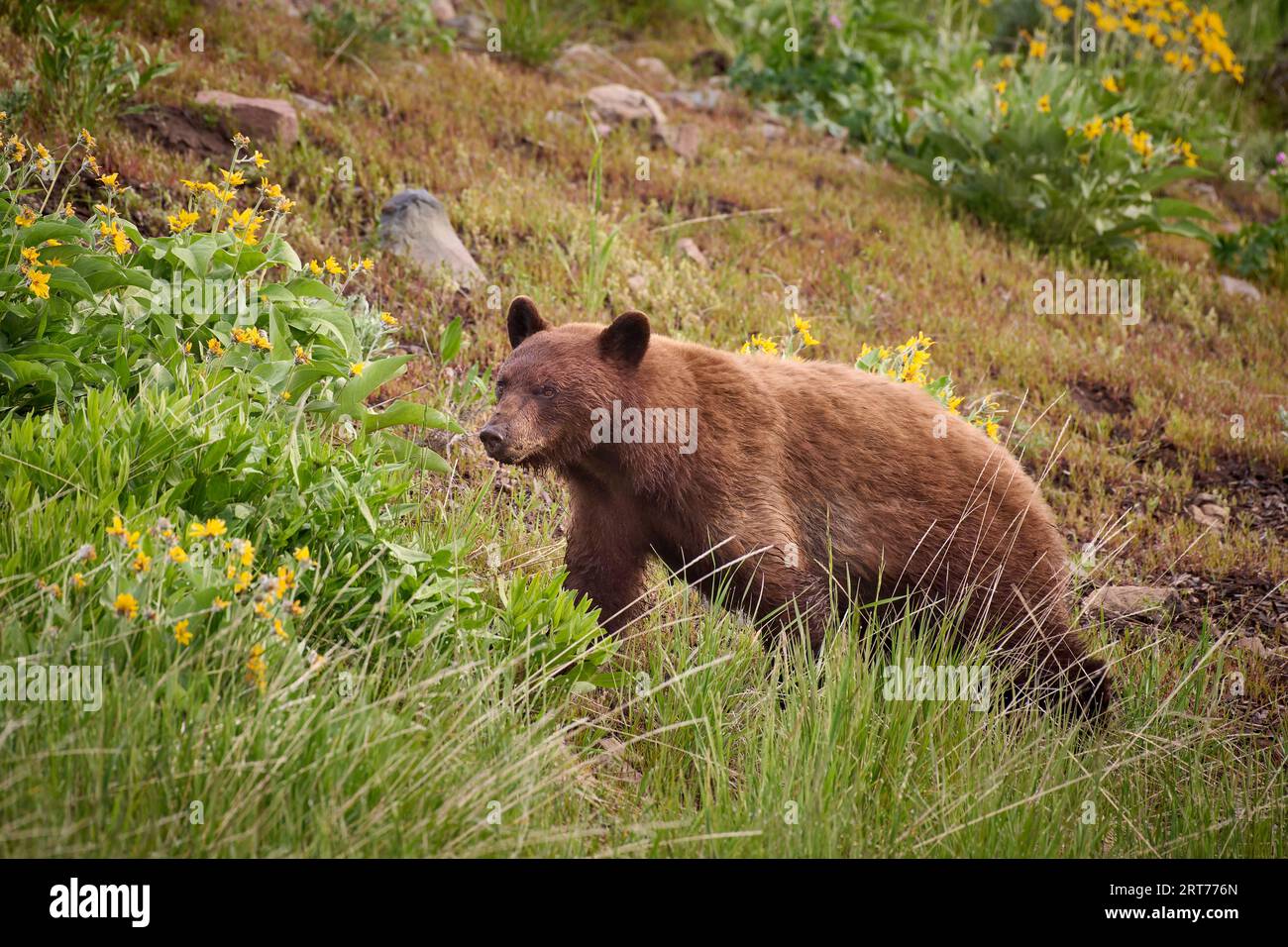 Cinnamon black bear between wildflowers, Ursus americanus cinnamomum ...