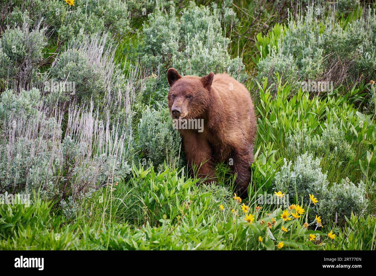 Cinnamon black bear between wildflowers, Ursus americanus cinnamomum ...