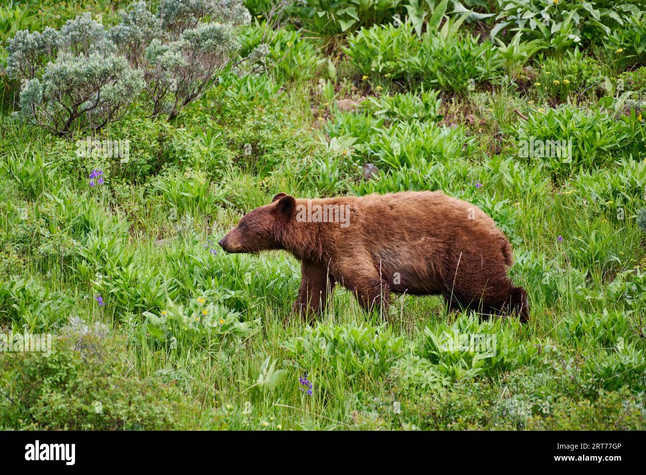 Cinnamon black bear, Ursus americanus cinnamomum , Yellowstone National ...