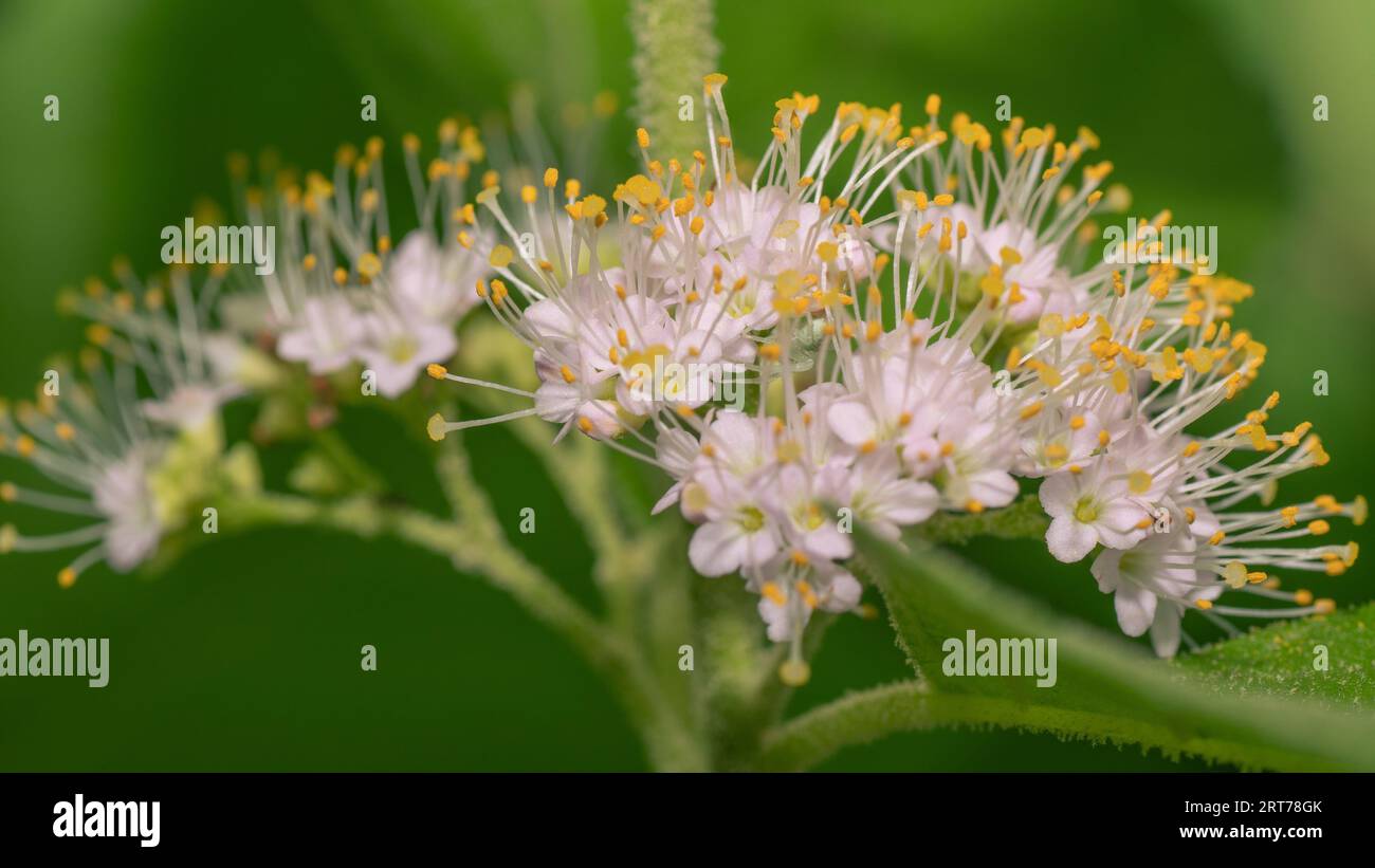 Closeup of the pink flowers of American beautyberry, Callicarpa ...