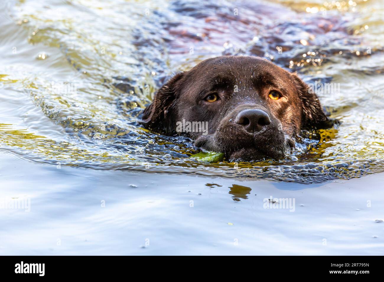 Labrador retriever, Canis lupus familiaris swimming in a lake. Healthy ...