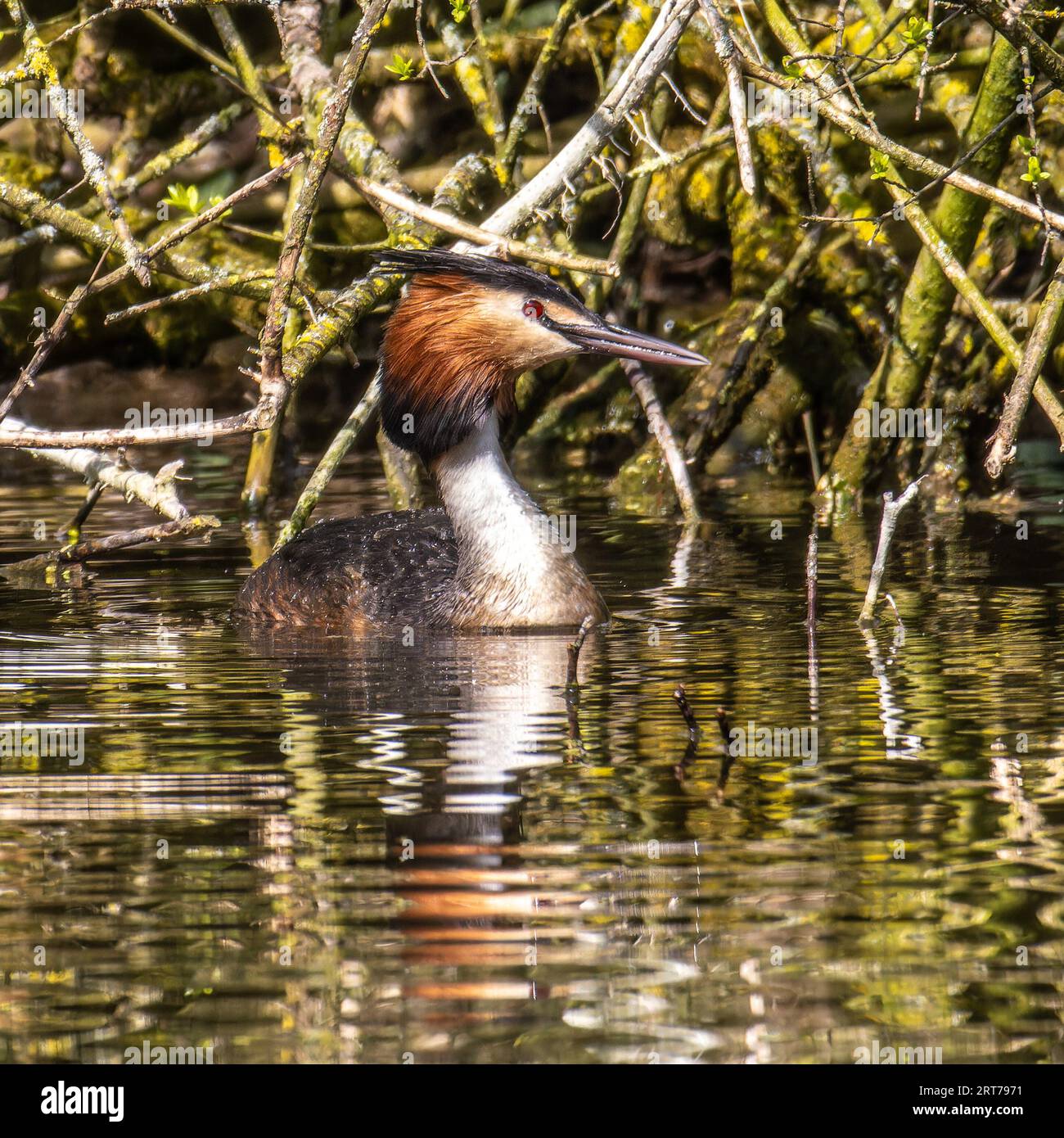 Great Crested Grebe, Podiceps cristatus with beautiful orange colors, a ...