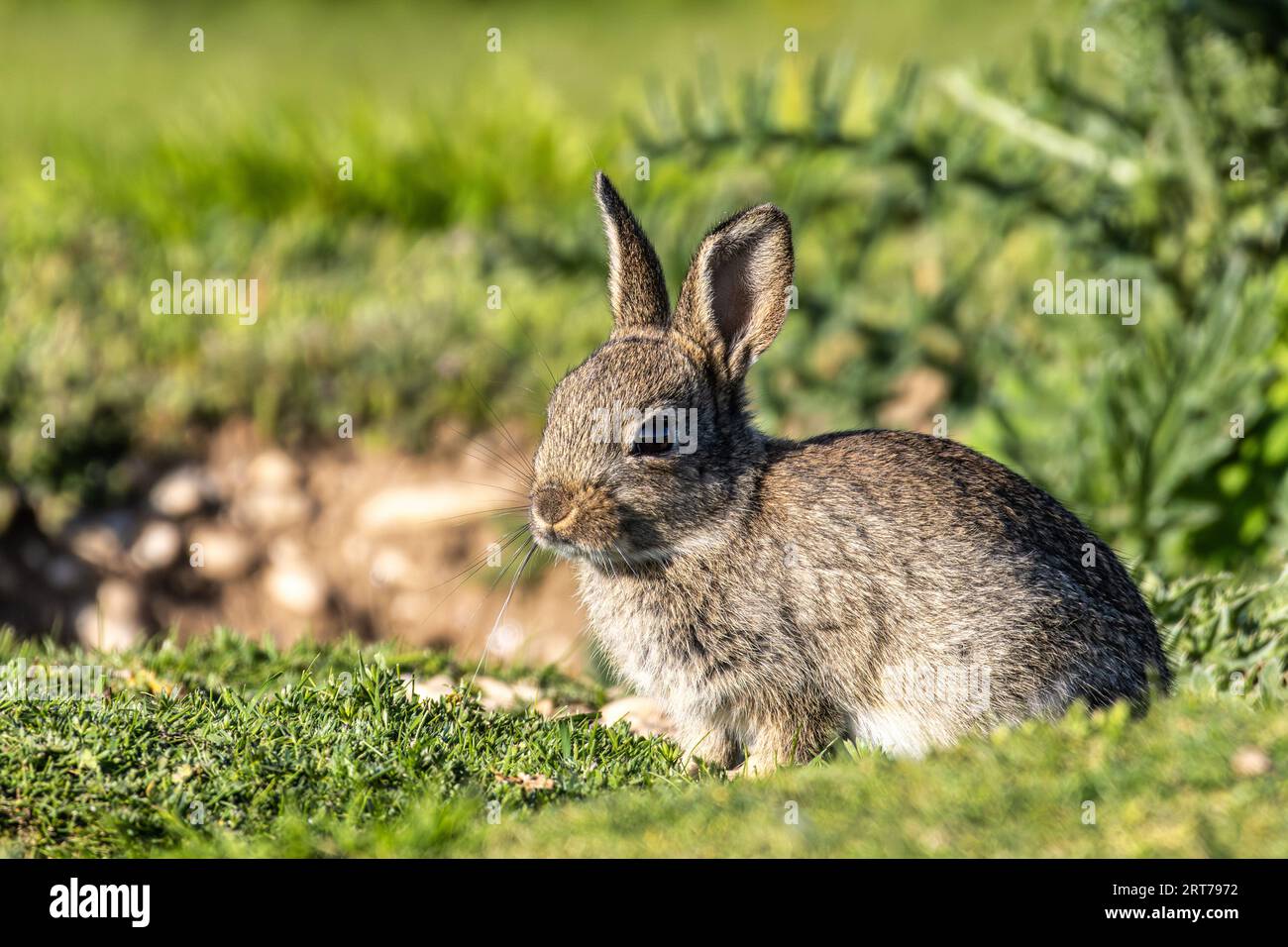 European rabbit, Common rabbit, Bunny, Oryctolagus cuniculus sitting on ...