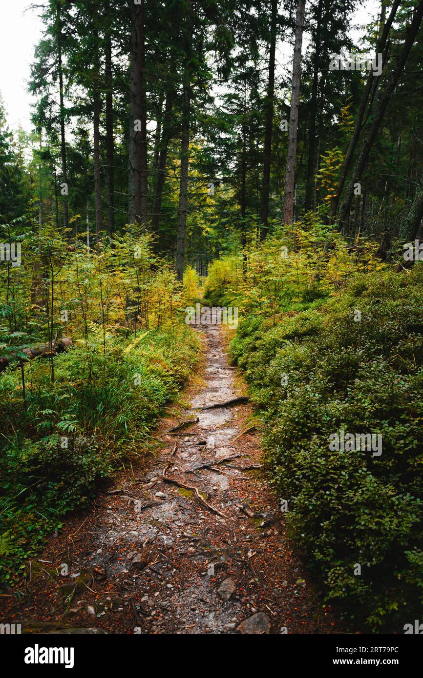 Straight pathway inside the green forest with pine trees on backgroung ...