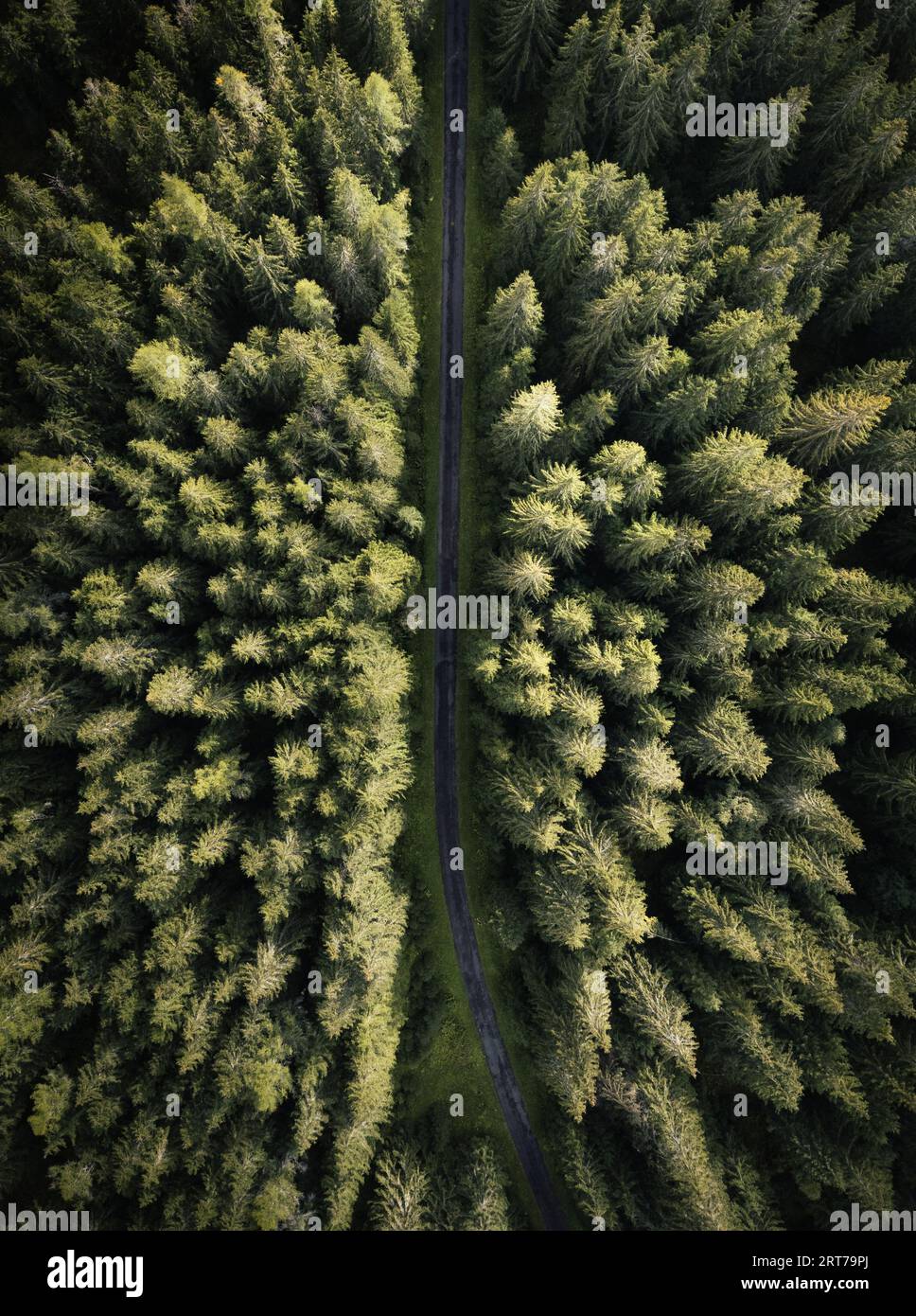 Wide angle aerial photo by drone (top view) of amazing green pine ...