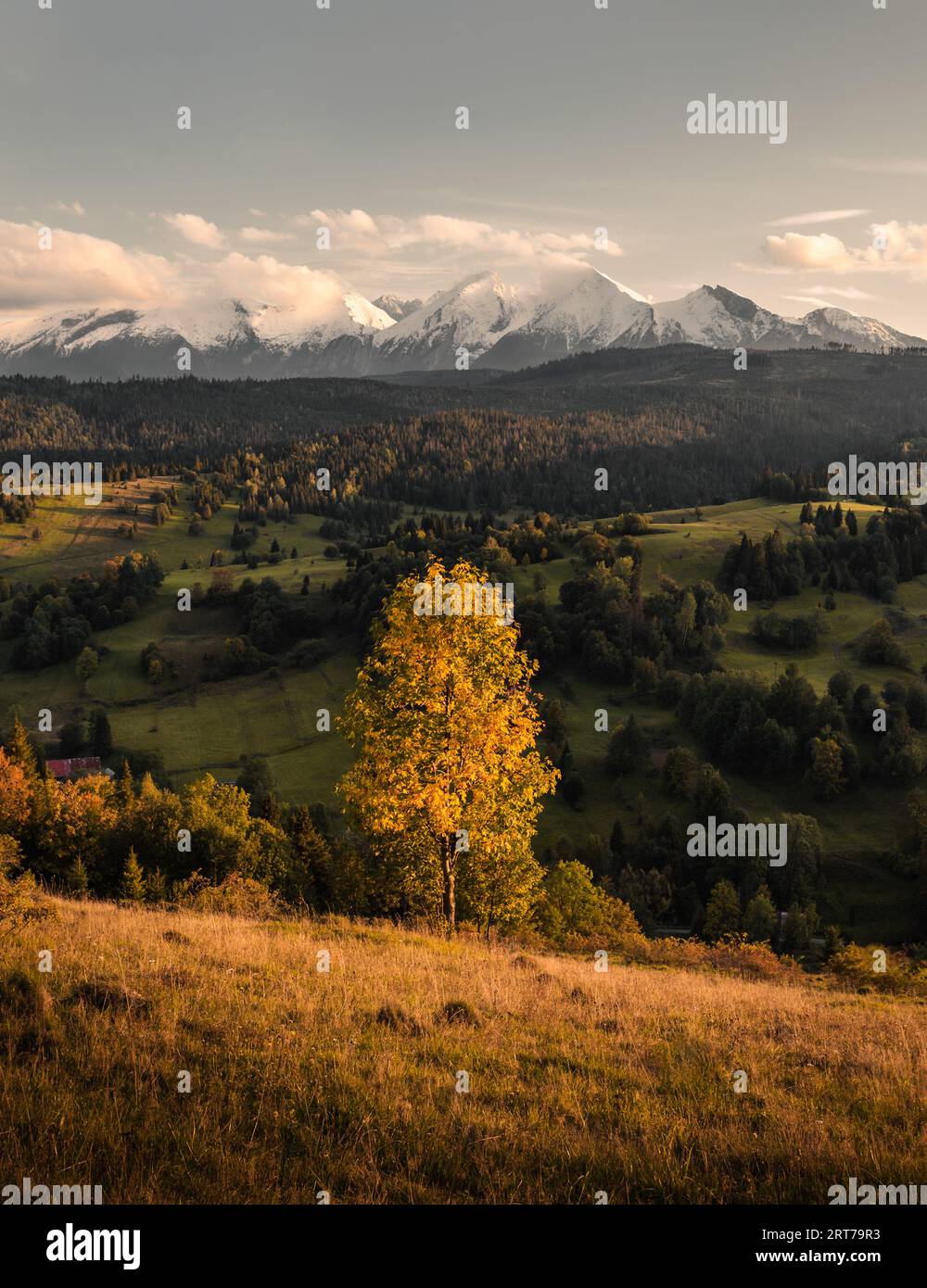 Vertical photo of golden and leafy tree with beautiful meadow (valley ...