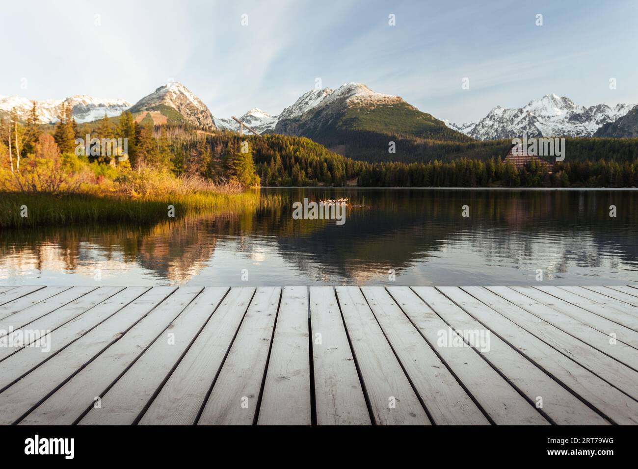 Golden mole hi-res stock photography and images - Alamy
