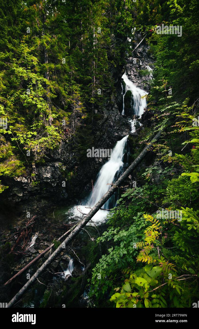 Vertical photo of wooden tree trunk crossing the waterfall in autumn ...