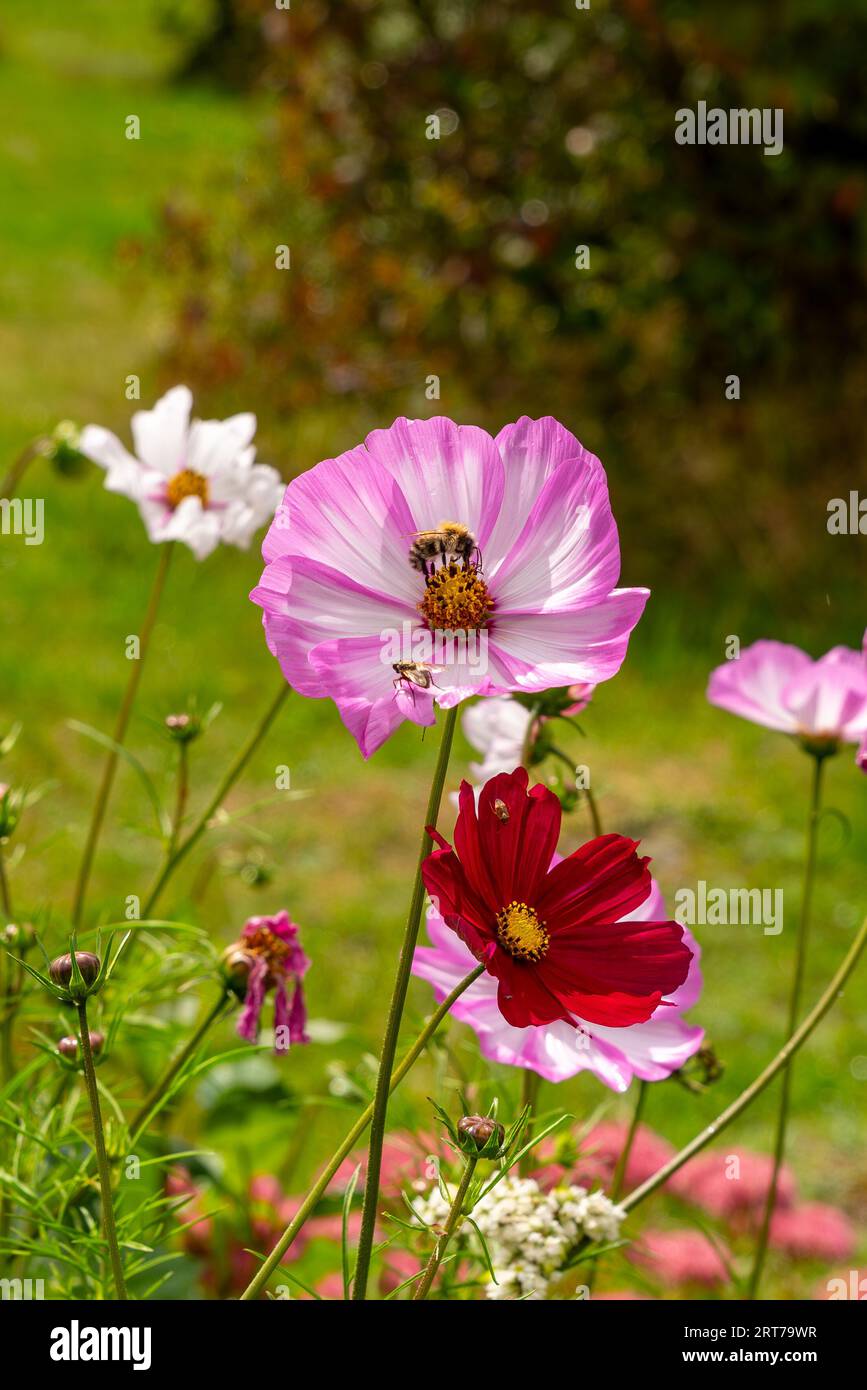Beautiful cosmos flower, cosmos bipinnatus, in white-pink with a honey ...