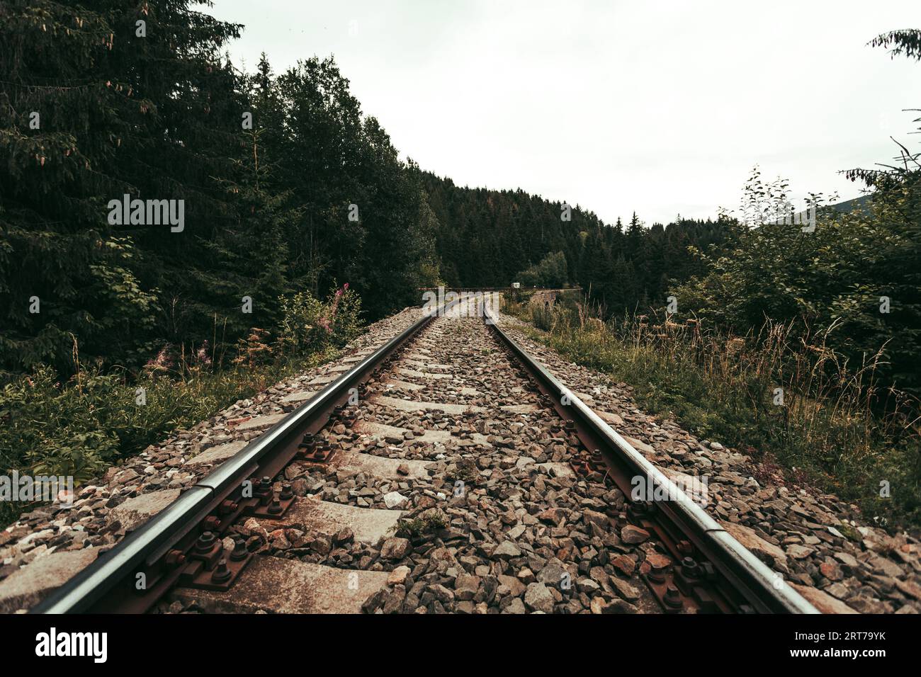 Photo of train rails in country landscape in the middle of forest with ...