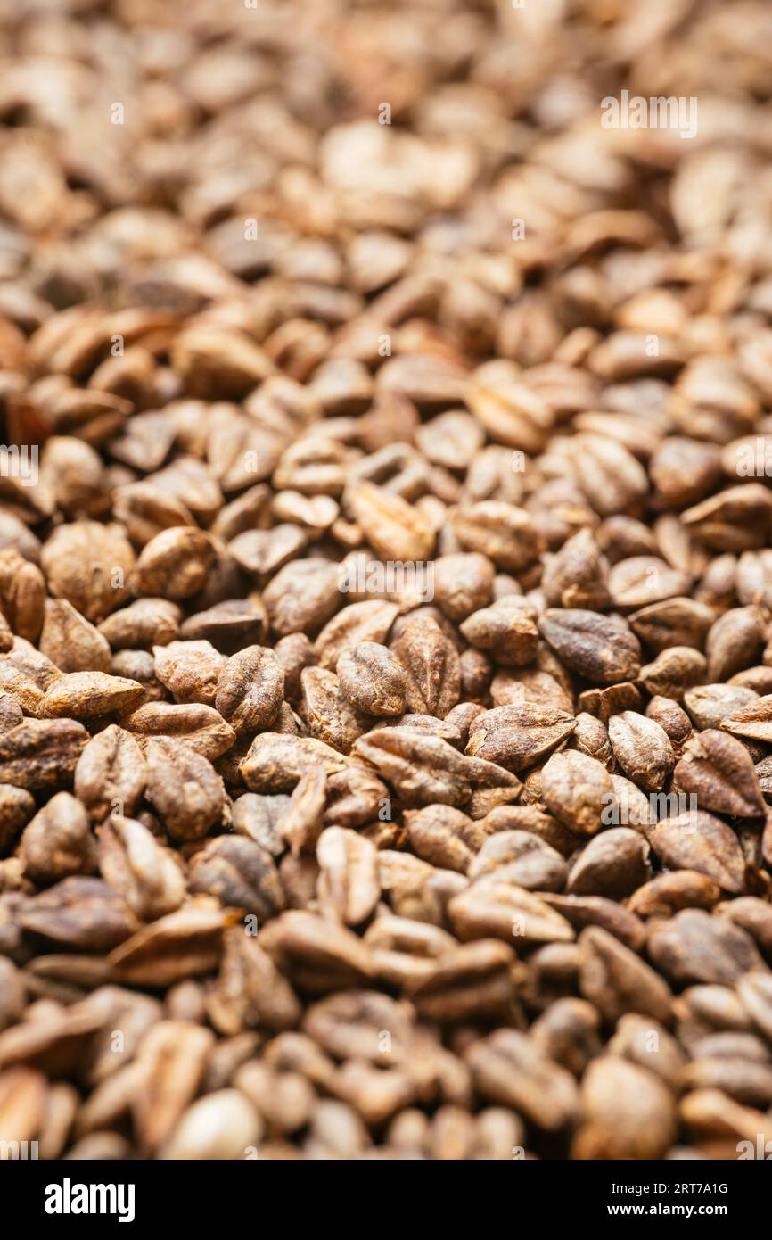 Close-up of grain-like Buckwheat (Fagopyrum esculentum) seeds Stock ...