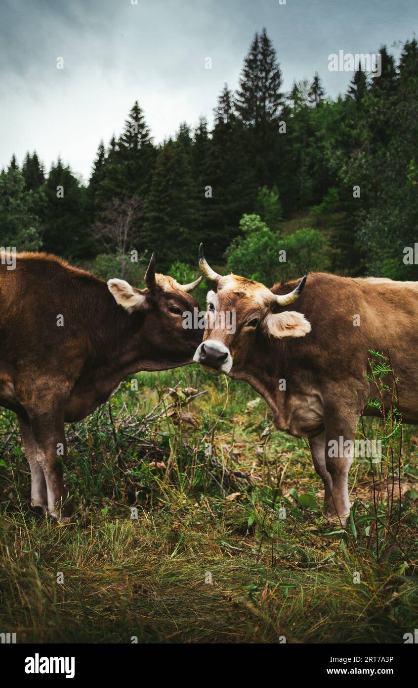 Beautiful cows on the pasture near the forest in moody and dark weather ...