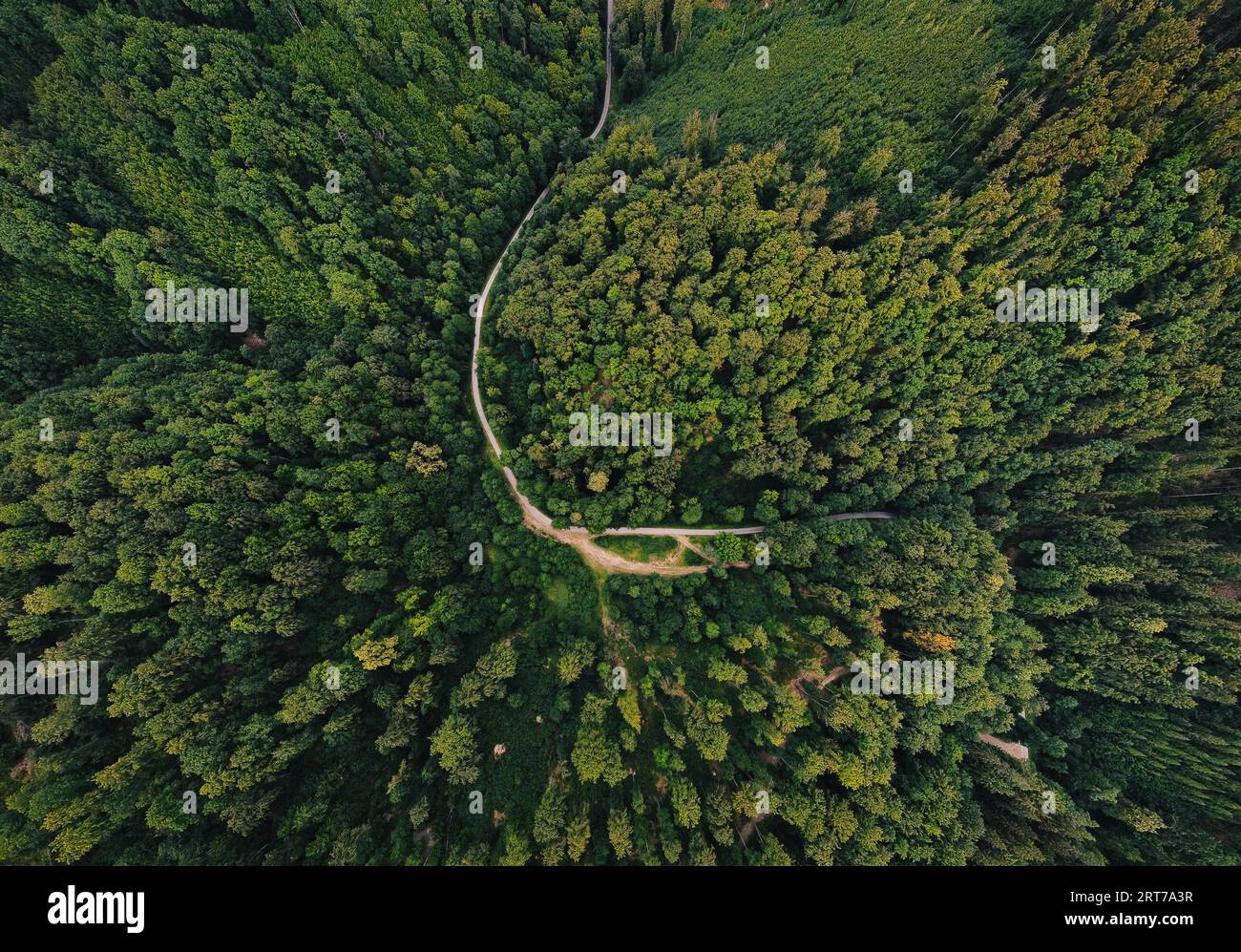 Wide angle aerial photo by drone (top view) of amazing green forest ...