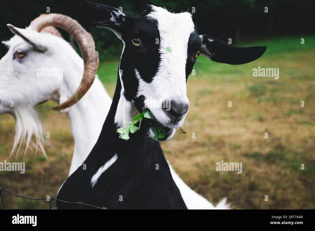 Cute goats hi-res stock photography and images - Alamy