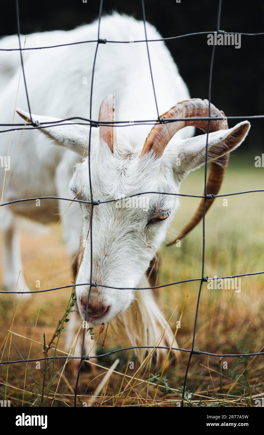 Portrait of beautiful and cute goat standing on green meadow near the ...