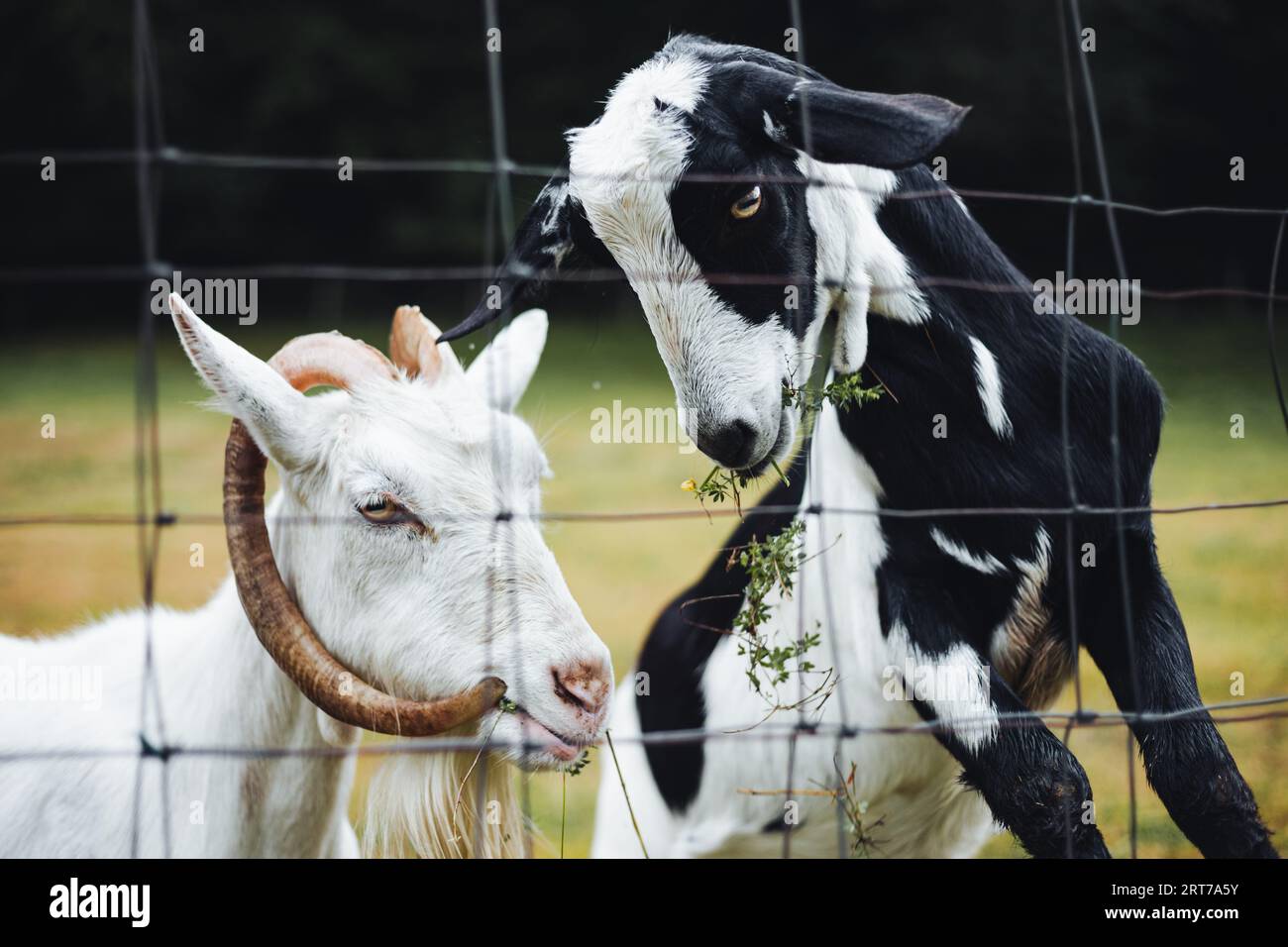 Cute goats hi-res stock photography and images - Alamy