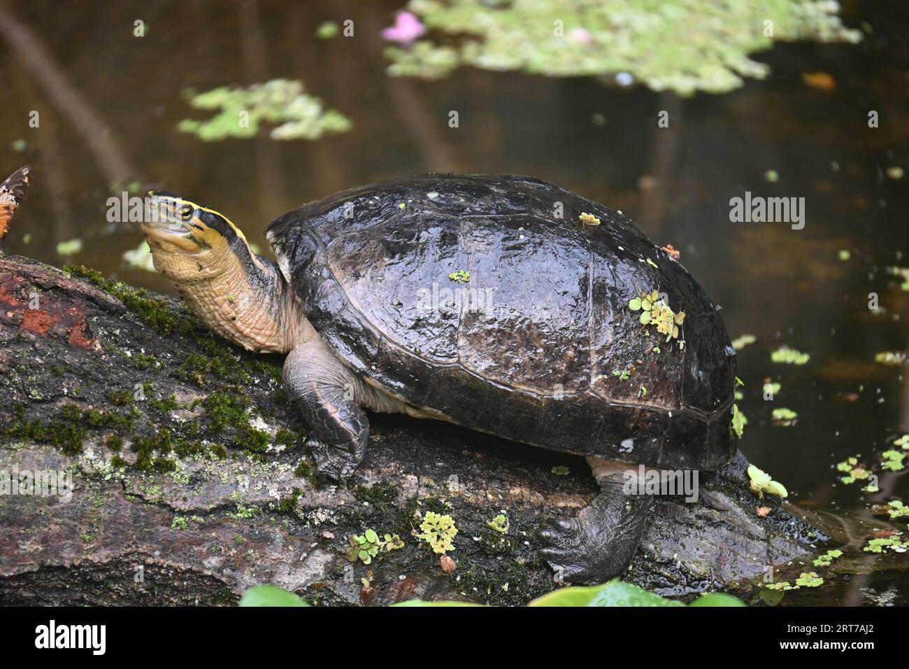 Explore turtle hi-res stock photography and images - Alamy
