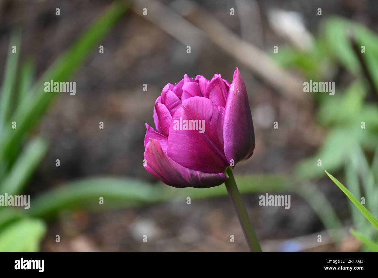Close up simple garden hi-res stock photography and images - Alamy