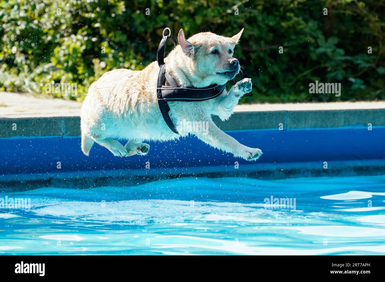 Dog jumps into swimming pool hi-res stock photography and images - Alamy