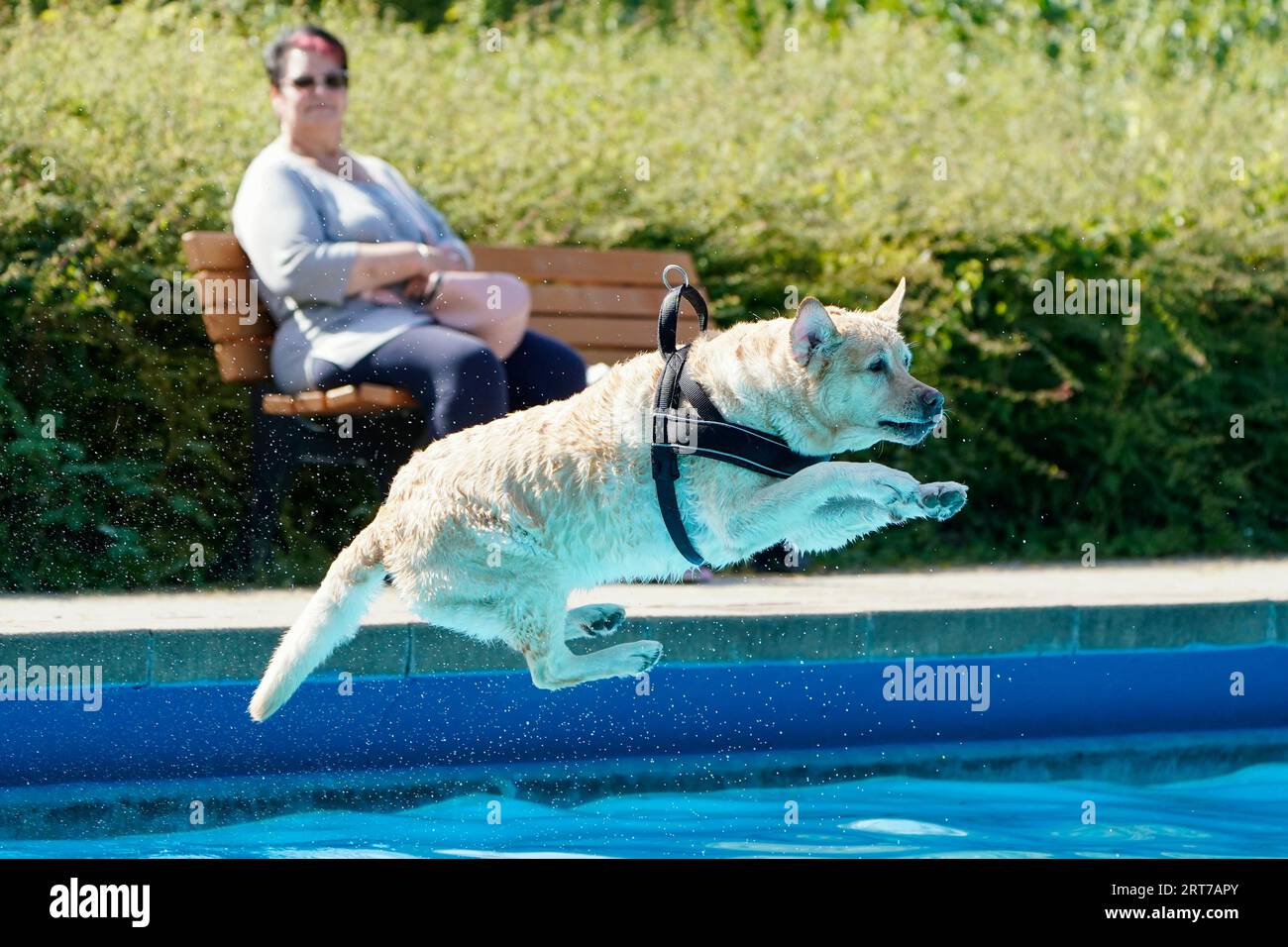 Dog jumps into swimming pool hi-res stock photography and images - Alamy