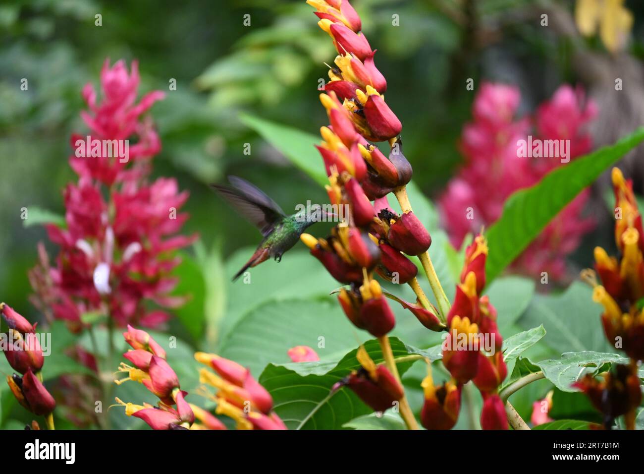 Amateur flying hi-res stock photography and images - Alamy