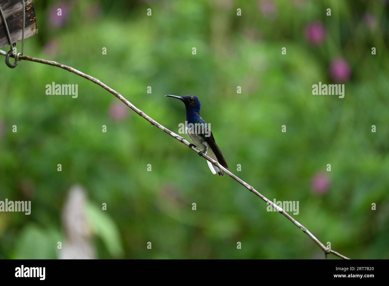 Cute hummingbirds hi-res stock photography and images - Alamy