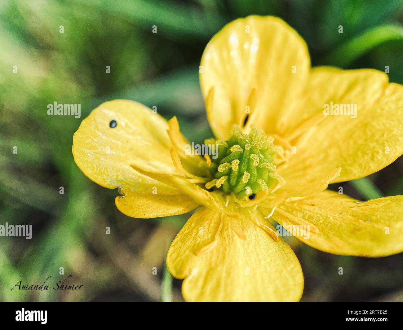 A vibrant Buttercup flower with beads of water droplets resting on its ...